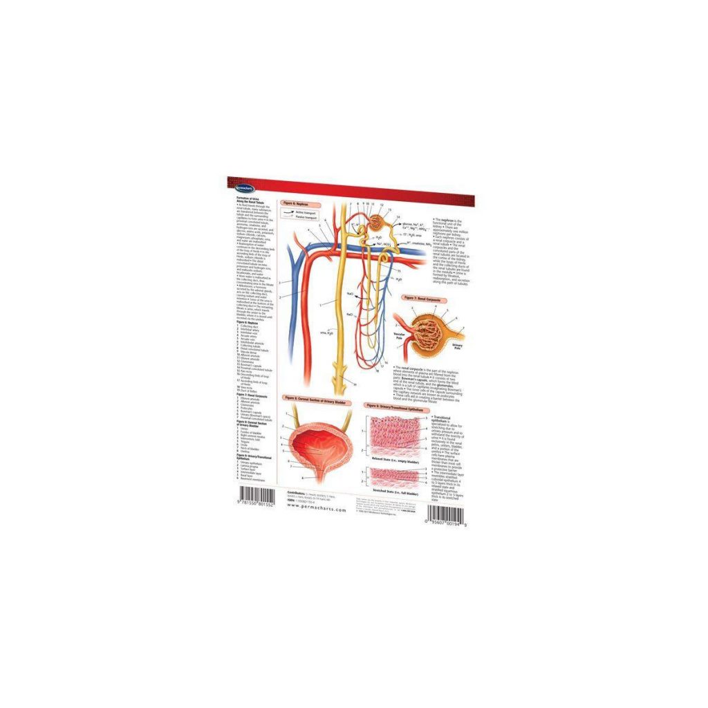 Urinary System Chart (Doublesided, 8.5" x 11") – Eastern Currents