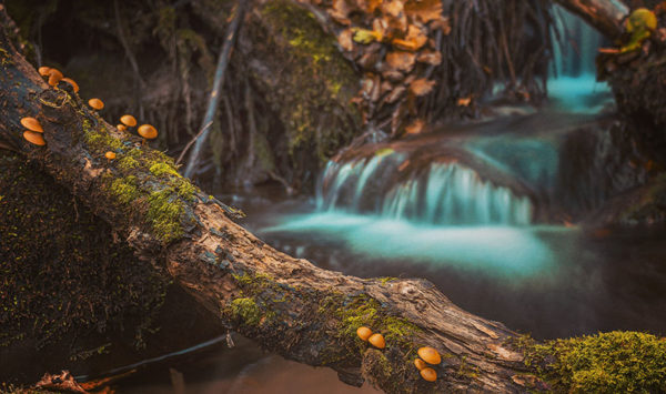 Mushroom Ecology: A unique Keystone Of The Natural World – Eastern Currents