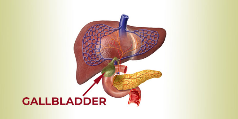A “Curious Organ” – The Gallbladder – Eastern Currents