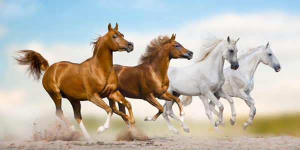 Master Tung’s Four Horses Extraordinary Points – Eastern Currents