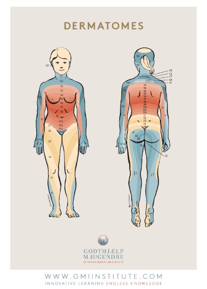 Dermatomes & Anatomical Reference Chart – Eastern Currents