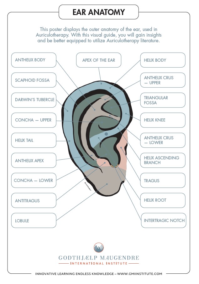 Ear Anatomy Chart – Eastern Currents